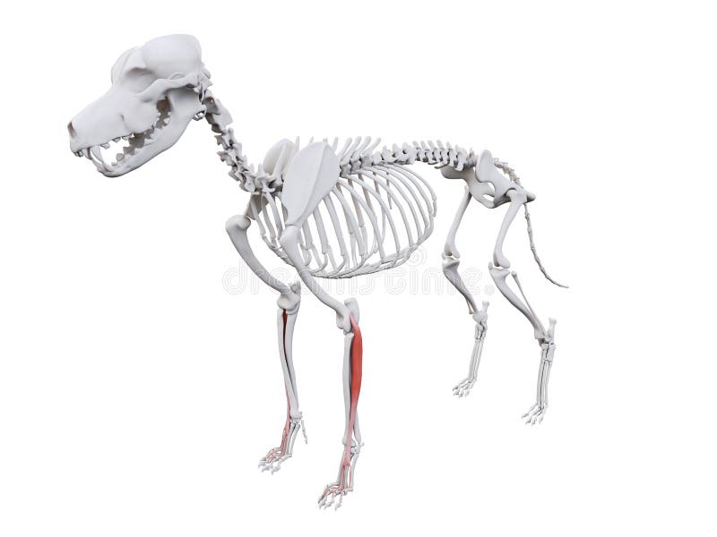 The Dog Muscle Anatomy - Extensor Digitorum Communis Stock Illustration ...