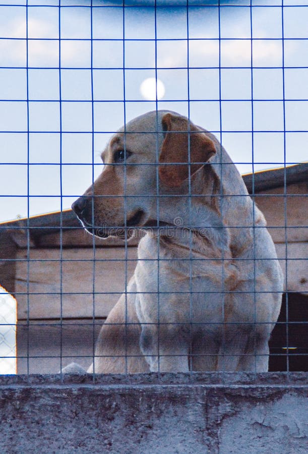 Dog Mutt Staring with Moon Behind Stock Photo - Image of labrador, city ...