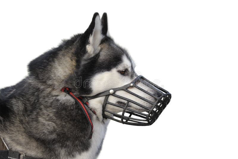 Evil Husky Stock Photos - Free & Royalty-Free Stock Photos from Dreamstime