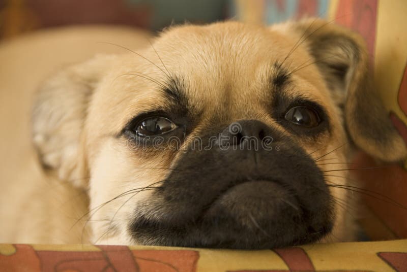 Dog napping stock photo. Image of brown, sleeping, rests - 2822966