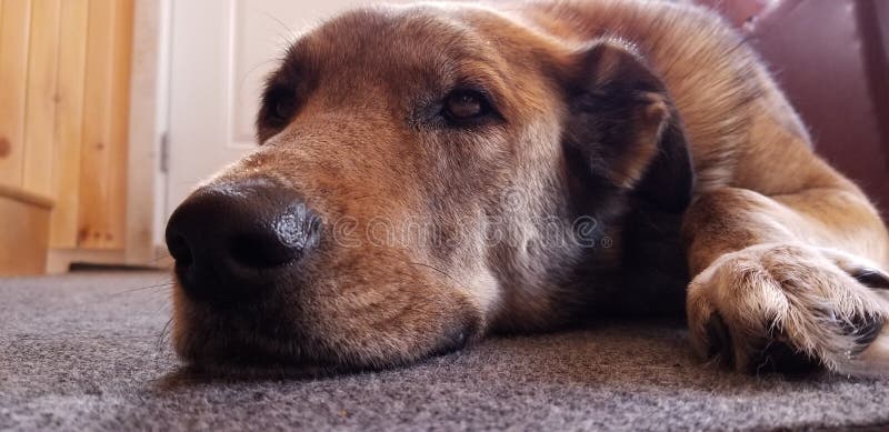 Dog Napping on the Carpet. Brown Stock Photo - Image of brown, carpet ...