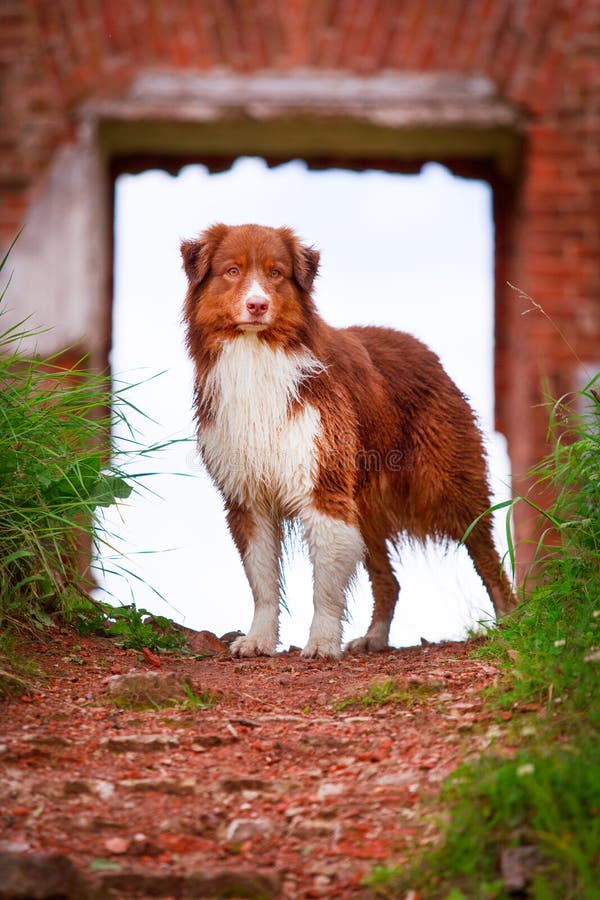 Dog stock photo. Image of arch, animal, outdoor, wall - 42381610