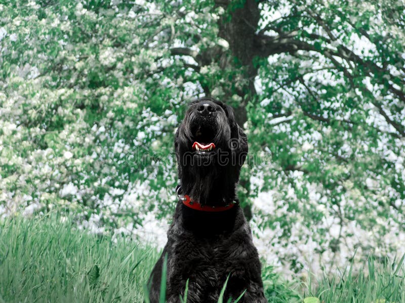 Dog Near a Flowering Tree. Black Dog. Blooming Tree Stock Photo - Image ...