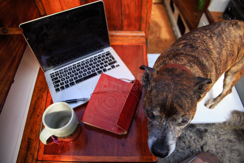 Dog Near a Leather Notebook on an Open Laptop Computer with a Cup of ...