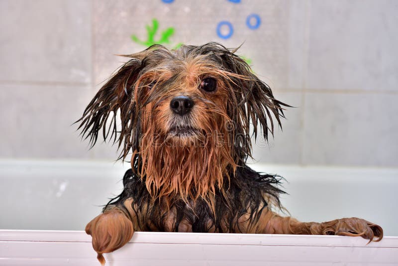 The dog needs a towel stock image. Image of washed, wethair - 80838819