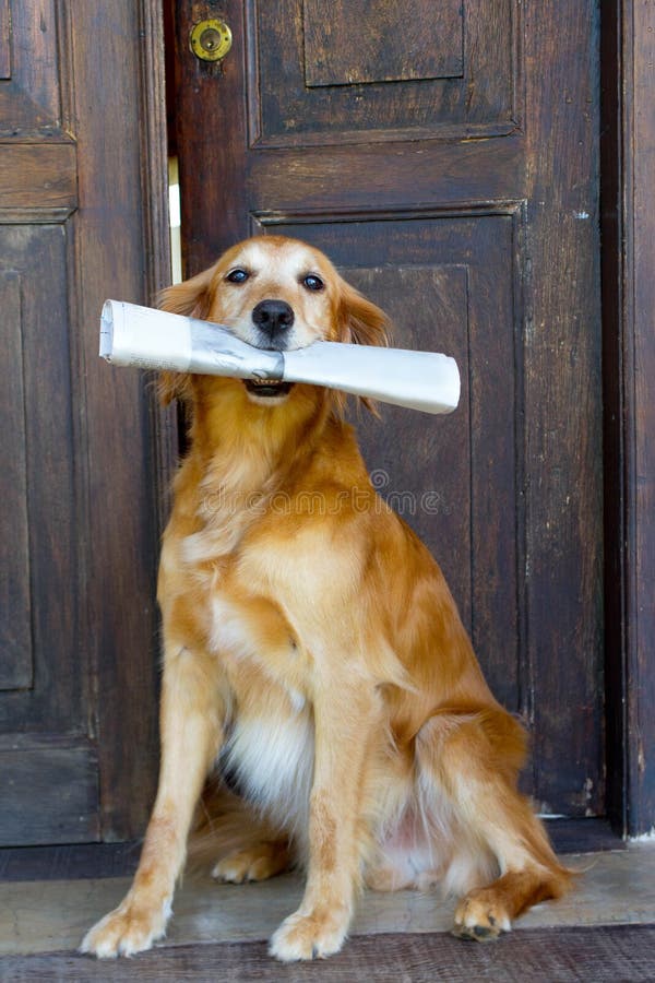 2,218 Pet Holding Paper Stock Photos - Free & Royalty-Free Stock Photos ...