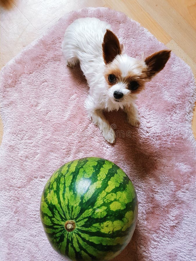Dog Next To a Huge Watermelon Stock Photo - Image of watermelon, cute ...