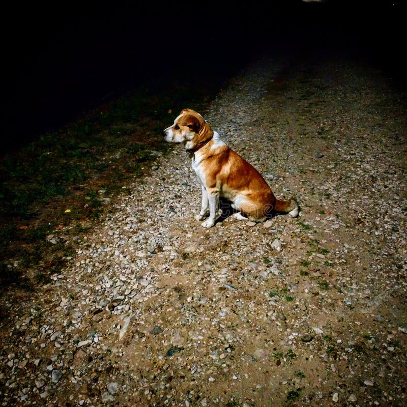 Dog stock photo. Image of nature, animals, night, autumn - 128478512