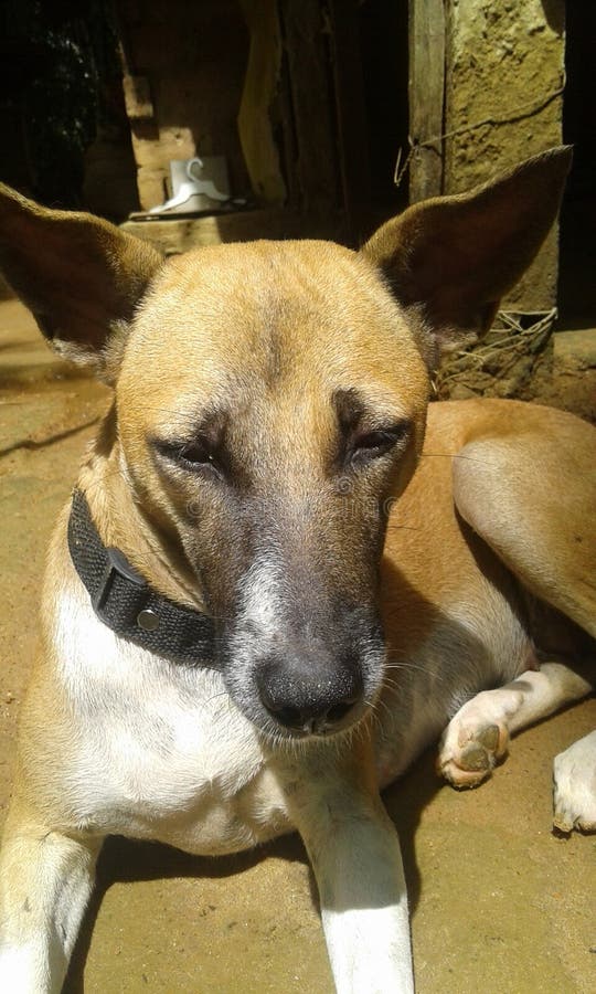 Dog stock photo. Image of normal, pets, home, animal - 128995904