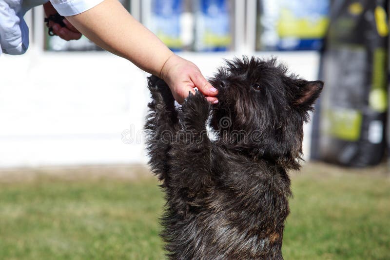 Norwich Terrier dog stock image. Image of hair, nice - 270667053