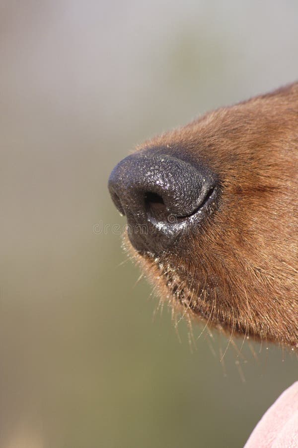 Dog Nose Picture. Image: 5056687
