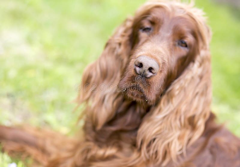Lazy dog stock image. Image of sweet, tired, irish, head - 57233943