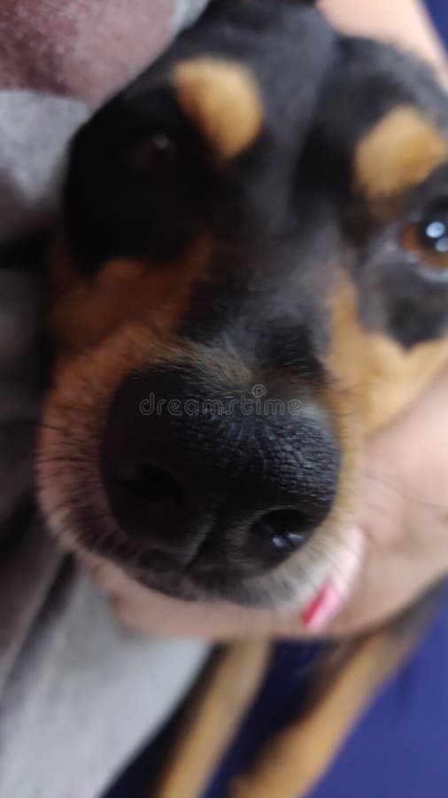 Dog nose boop stock photo. Image of boop, camera, booping - 187206732