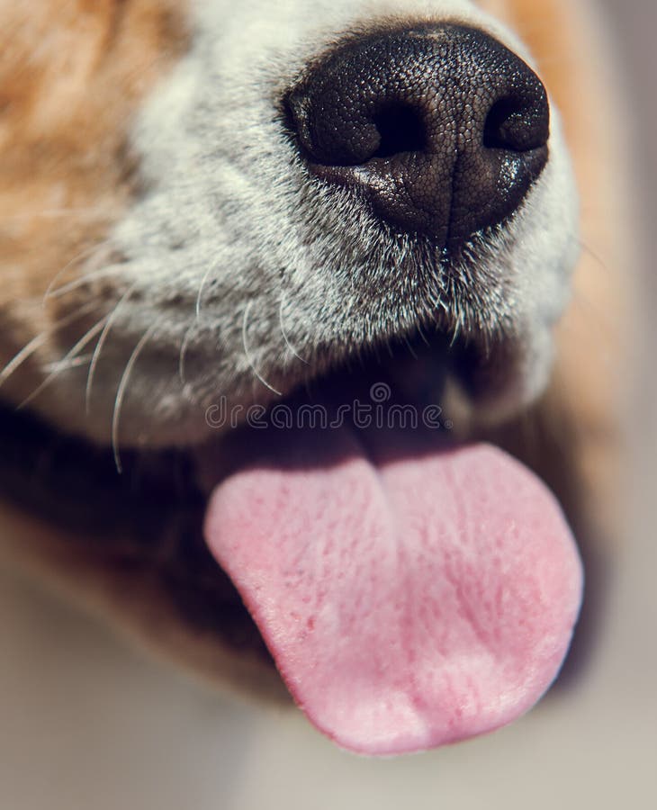 Dog nose close up image stock image. Image of exterior - 54670389