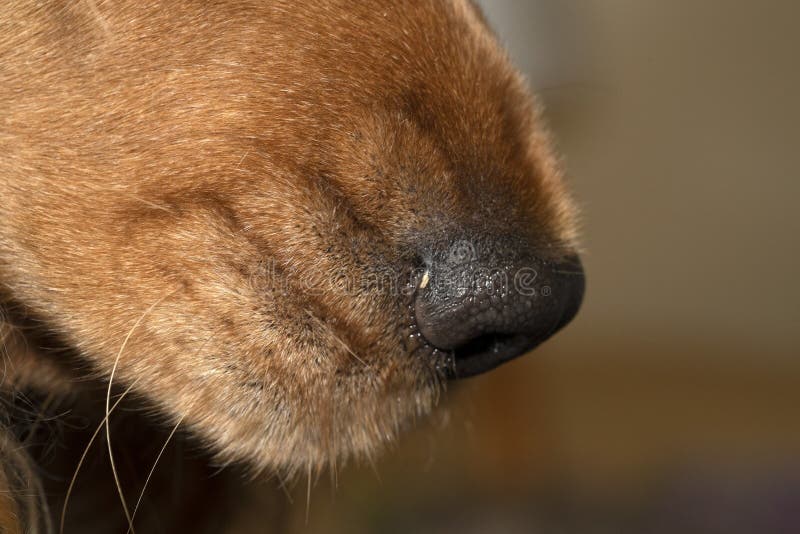Dog Nose Close Up Macro Cocker Spaniel Stock Image - Image of smell ...