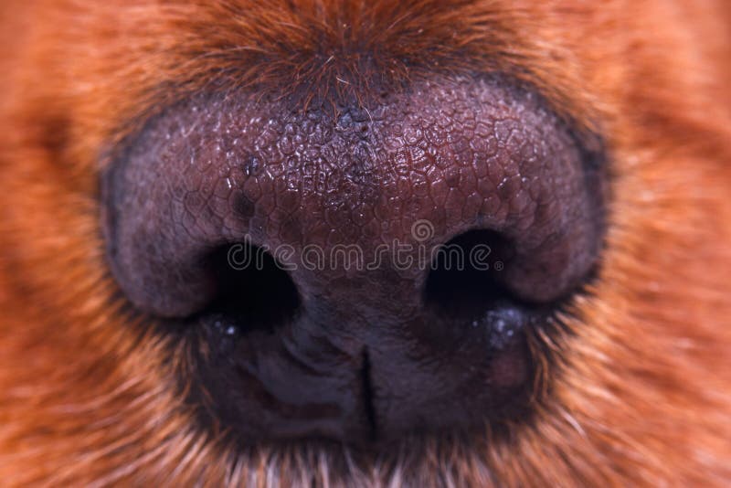 Dog Nose stock photo. Image of canine, puppy, skin, terrier - 32913354