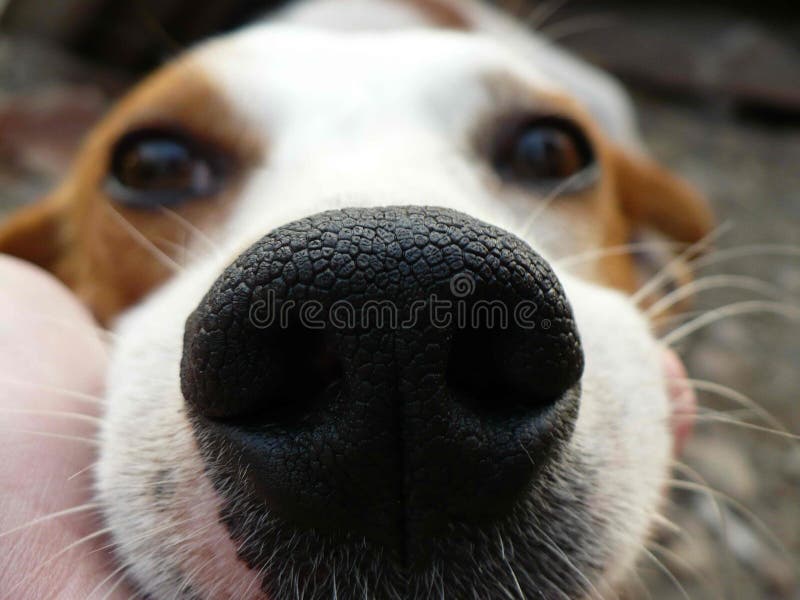 Dog nose closeup stock photo. Image of closeup, wiskers - 3922374