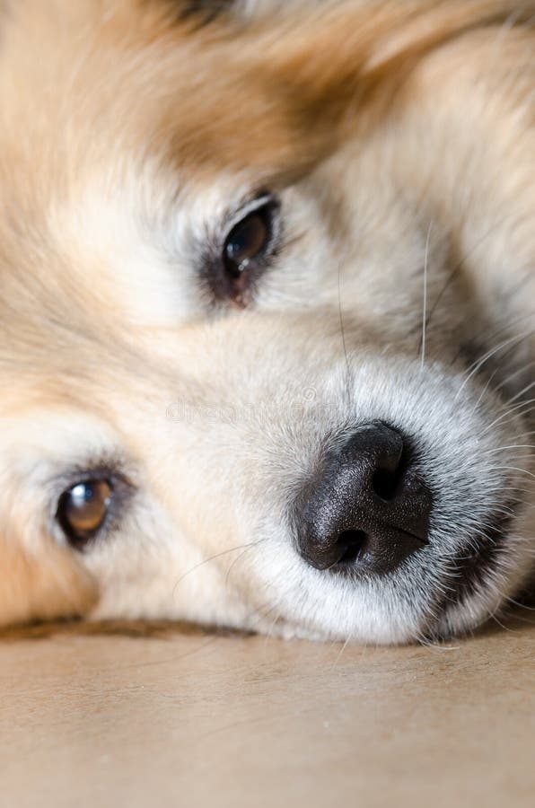Dog Nose closeup stock image. Image of cute, lovable - 40705753