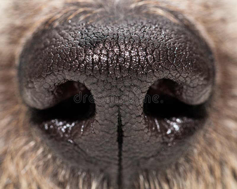Dog Nose Extreme Closeup Stock Photo - Image: 70472980