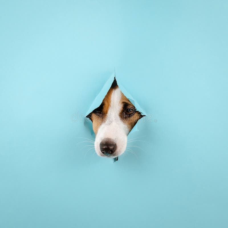 Dog Nose from a Hole in Paper Blue Background. Copy Space. Stock Photo ...