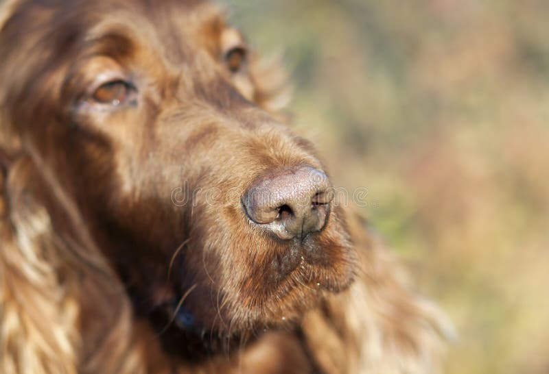 Dog nose stock photo. Image of friend, setter, nose, mouth - 63900450