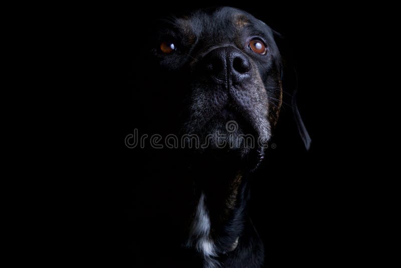 Dog Amik Stock Photos - Free & Royalty-Free Stock Photos from Dreamstime