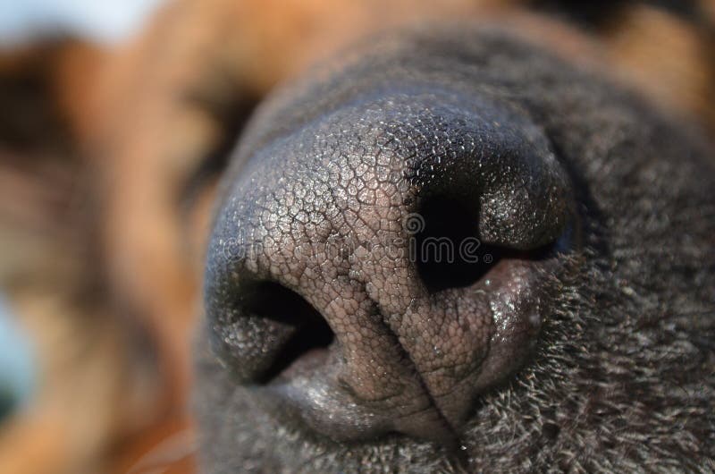 286 Nouse Stock Photos - Free & Royalty-Free Stock Photos from Dreamstime