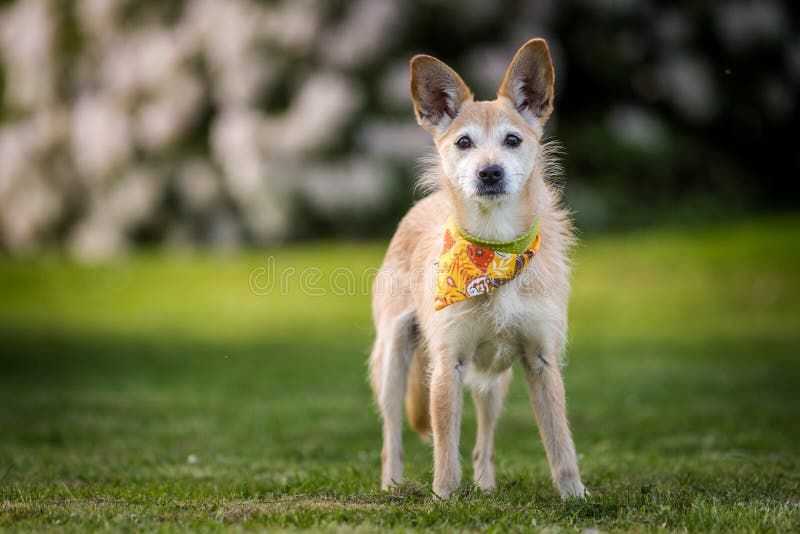 Dog Nut with a Scarf Around His Neck Stock Image - Image of neck, seat ...