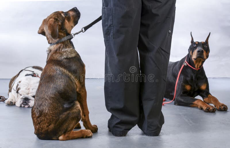 Dog obedience class stock image. Image of doberman, learning - 90307505