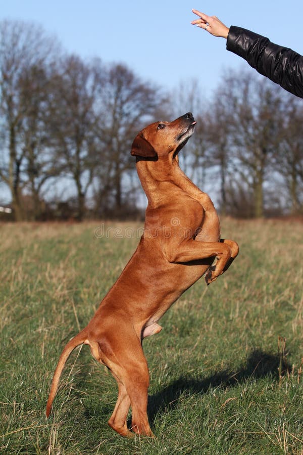 920+ Obedient Free Stock Photos - StockFreeImages