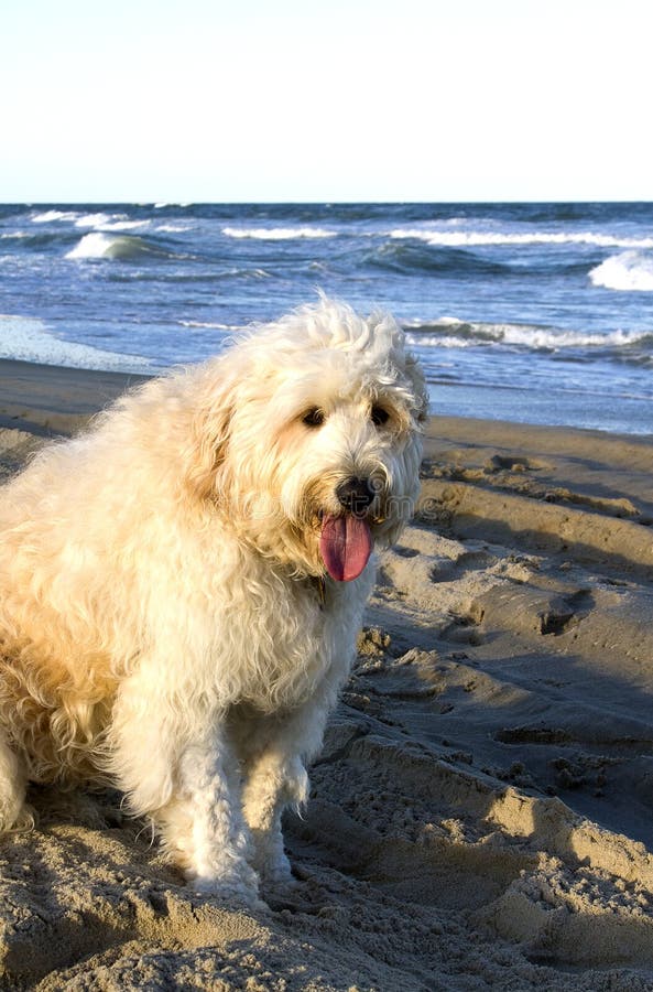 Dog at Ocean stock photo. Image of waves, doodle, animal - 21651726