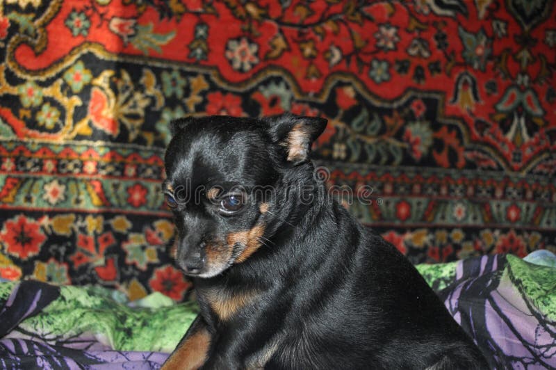 The dog is offended stock photo. Image of nose, offended - 198803788