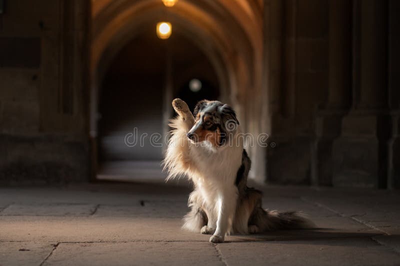 Dog in an Old Castle. Low Key Stock Photo - Image of vampire ...