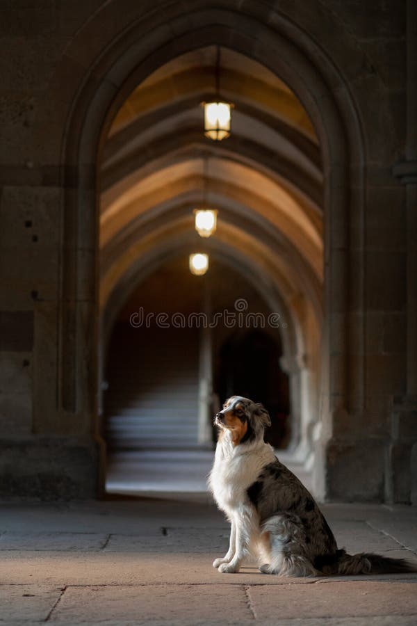 Dog in an Old Castle. Low Key Stock Photo - Image of destroyed, europa ...
