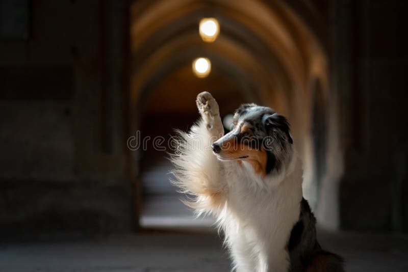 Dog in an Old Castle. Low Key Stock Photo - Image of culture, european ...