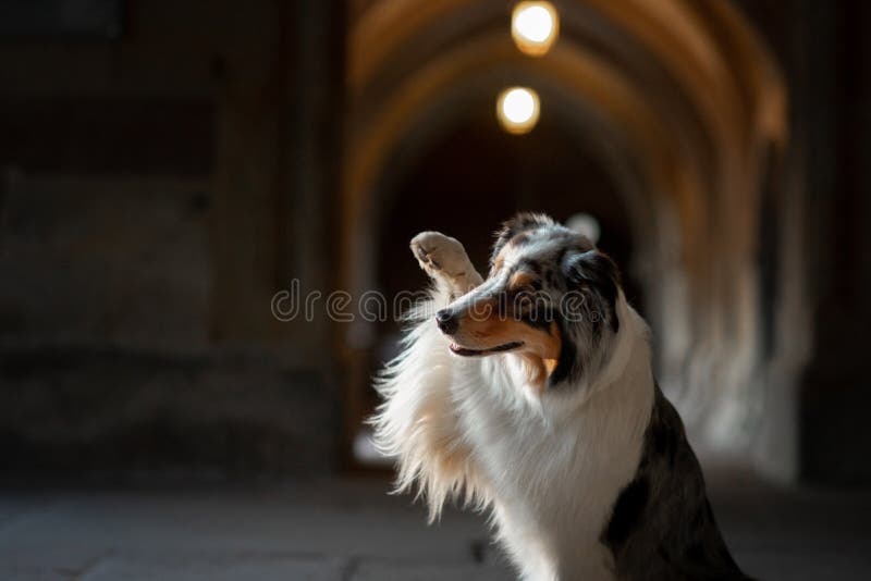 Dog in an Old Castle. Low Key Stock Image - Image of historical ...