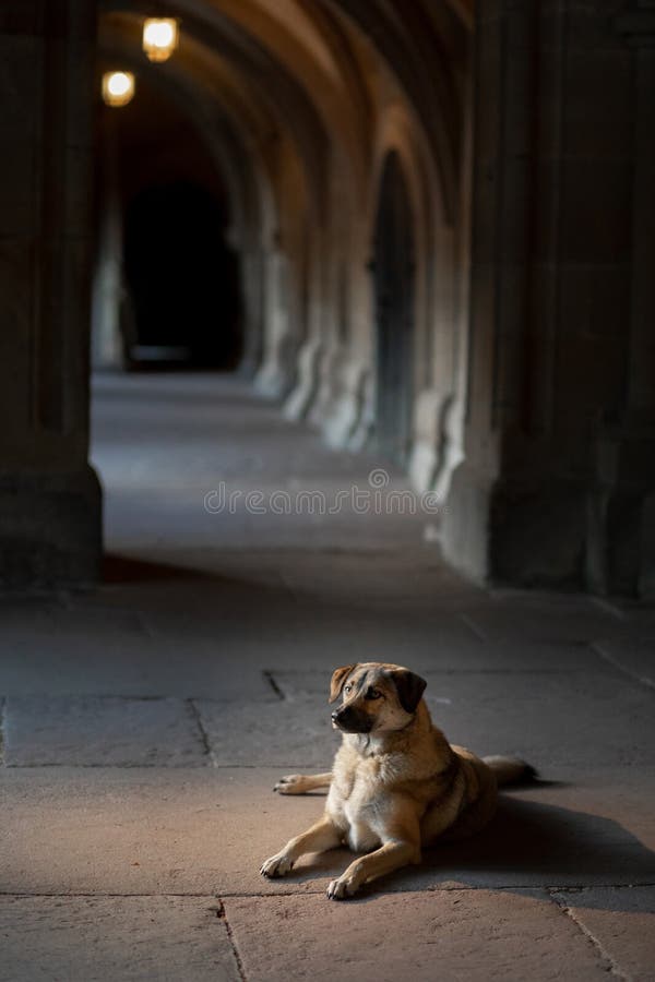 Dog in an Old Castle. Low Key Stock Image - Image of monument ...