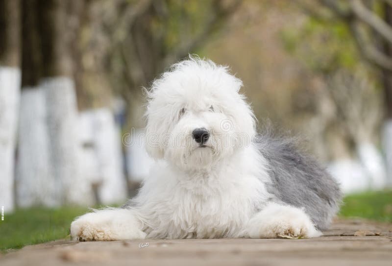 Dog Old English Sheepdog stock image. Image of autumn - 7556597