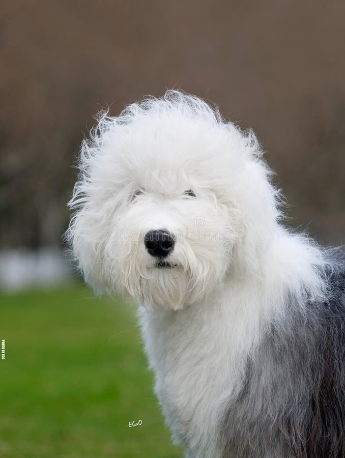 Dog Old English Sheepdog stock photo. Image of sheepdog - 7558500
