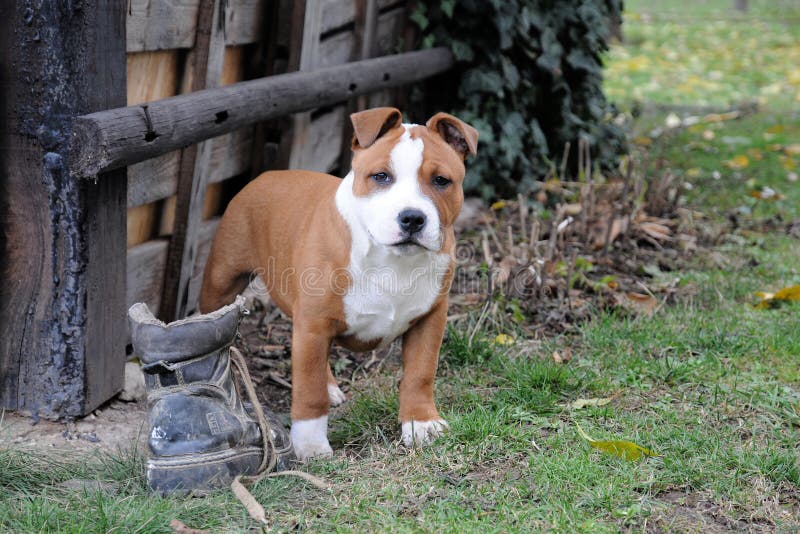 Steekbaard Stock Photos - Free & Royalty-Free Stock Photos from Dreamstime