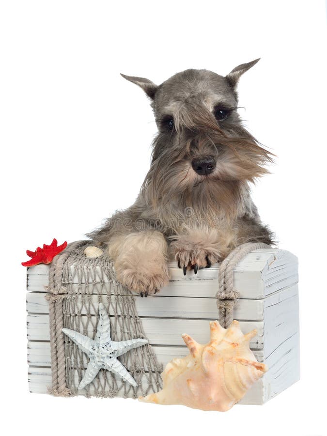 Dog Treasure Chest Pet Accessories – Treasure Chest Wholesale