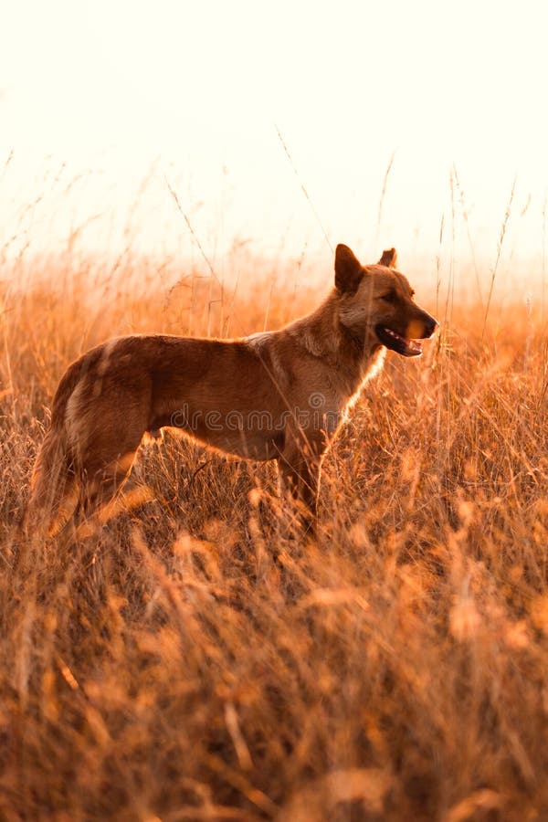 Dog in an open field stock photo. Image of nature, wildlife - 216877644