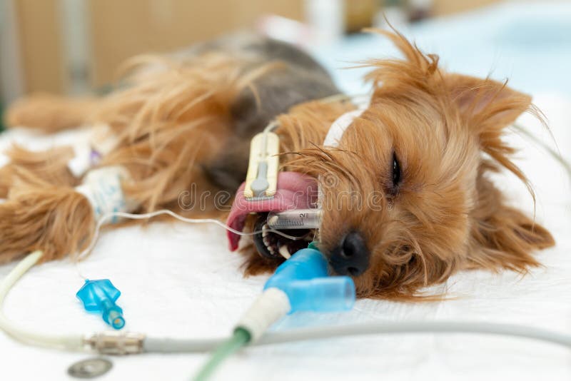 A Dog on the Operating Table in a Veterinary Clinic. Stock Photo ...