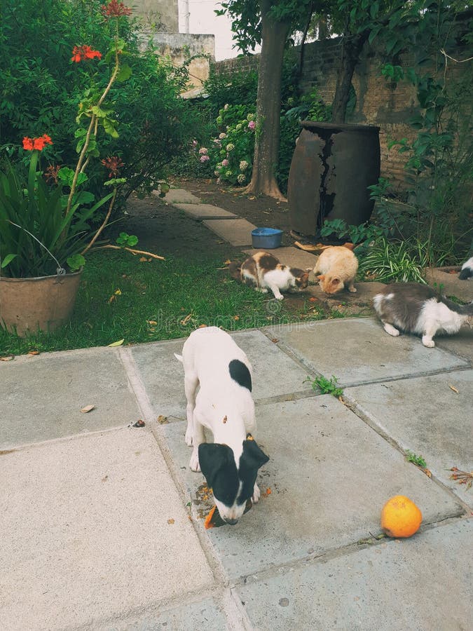 Dog orange two stock image. Image of orange, animal - 165588699