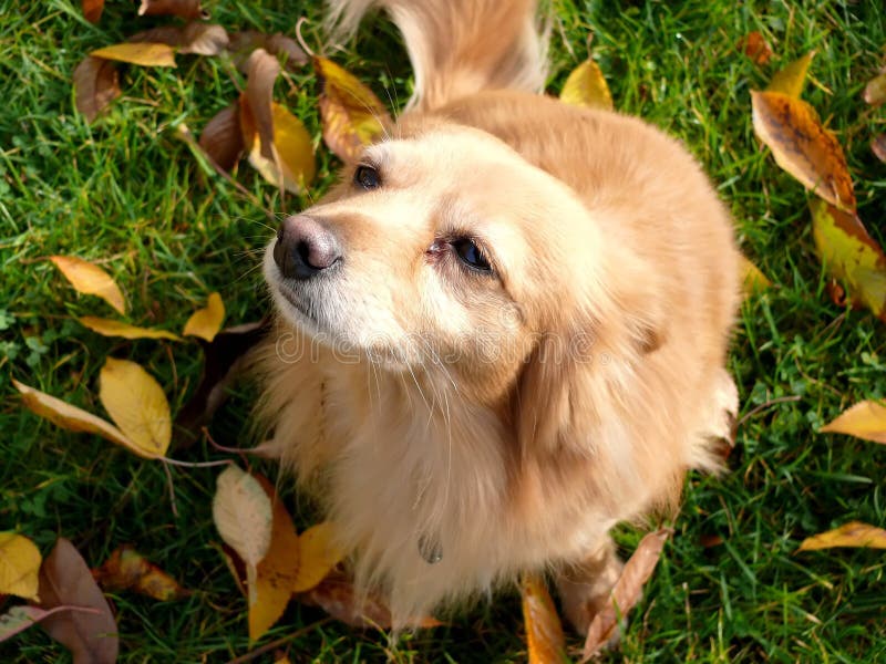 Dog in orchard stock image. Image of mammal, staring, eyes - 6963079