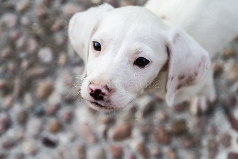 Dog outdoors. stock photo. Image of breeder, arctic, outdoor - 83056562