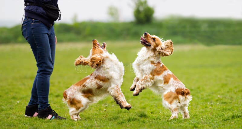 Dog outdoors jumping up stock image. Image of looking - 92396773