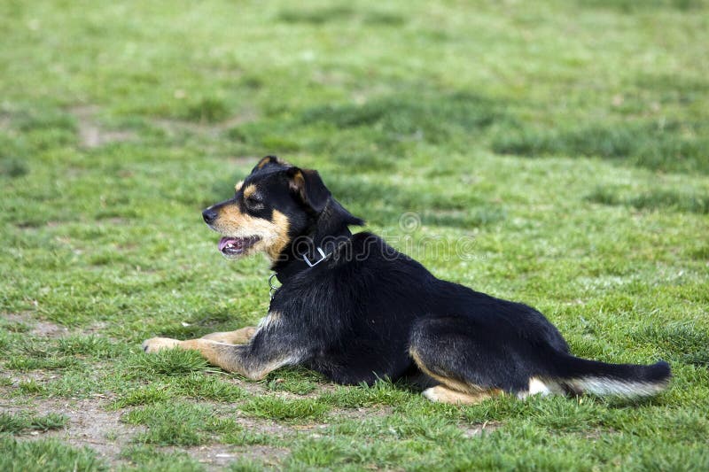 Dog outside stock image. Image of nature, closeup, meadow - 10796557