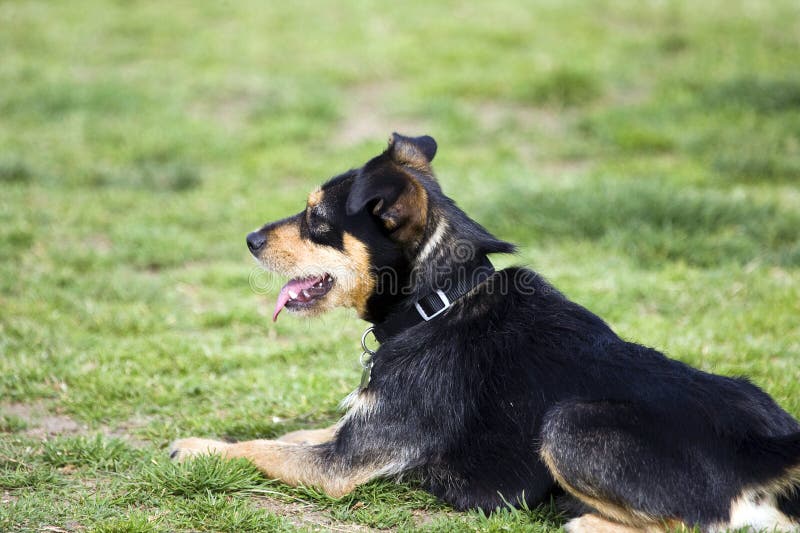 Dog outside stock image. Image of outdoors, happy, pure - 11116785