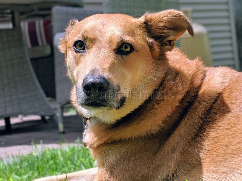 Dog outside stock image. Image of outside, yard, mutt - 152443997